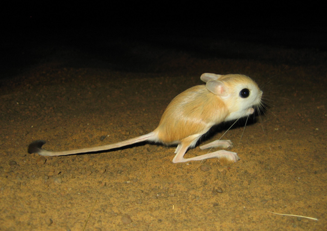 ¿Realmente fueron los ratones los causantes de la peste bubónica ...